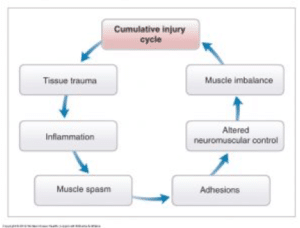 Strengthening the Kinetic Chain for Injury Prevention | Pivotal Motion ...